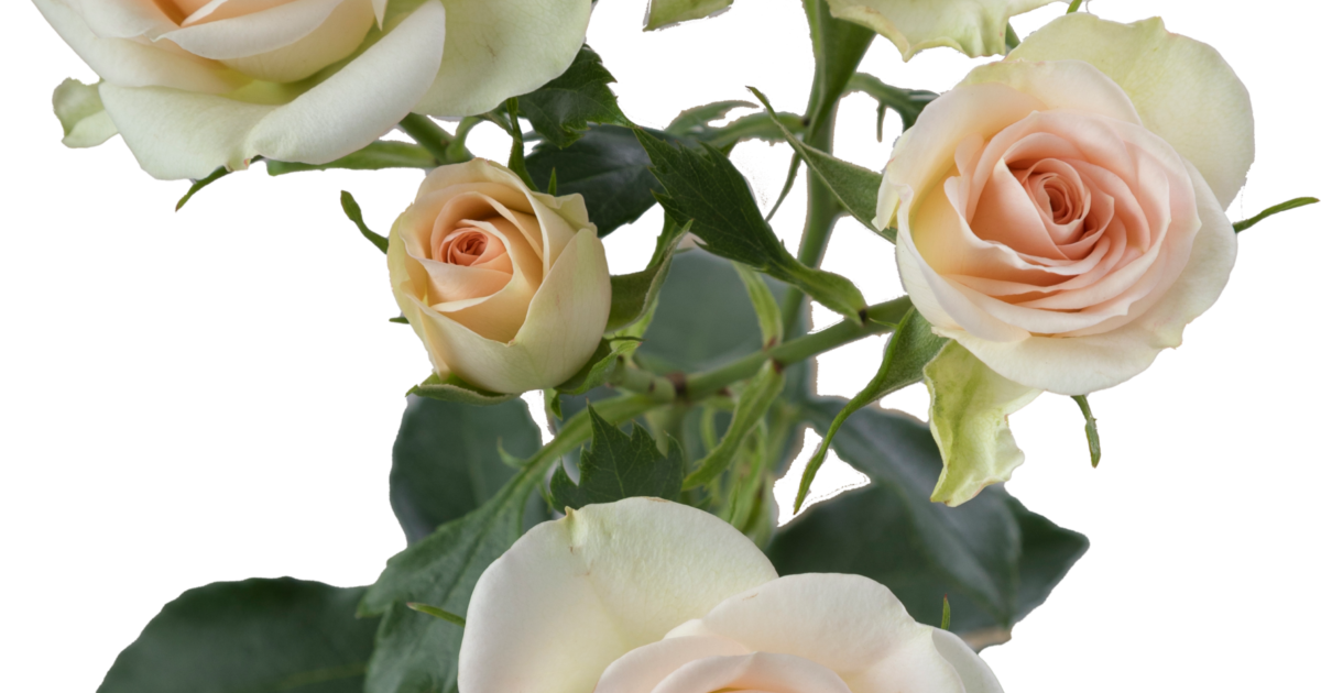 Rosaprima Bellalinda Sweety