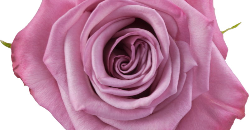 Moody blue rose store